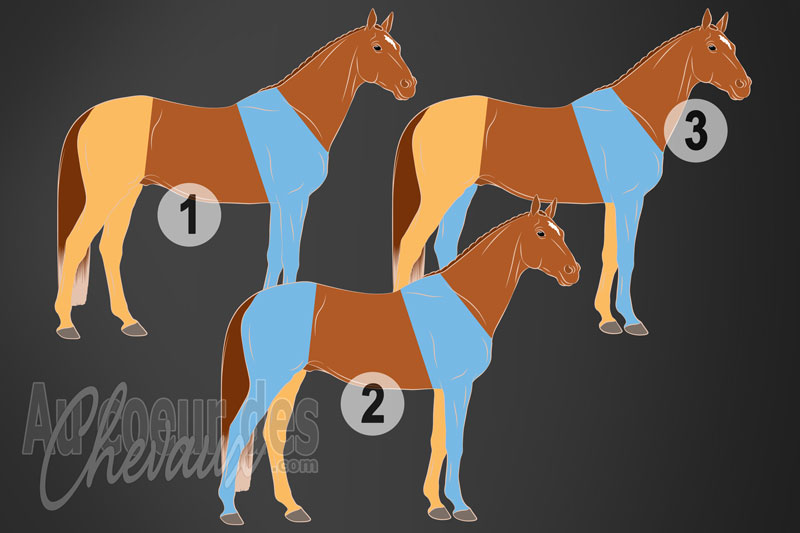 Mécanisme des allures du cheval - Connaissance du cheval - Au Cœur des ...