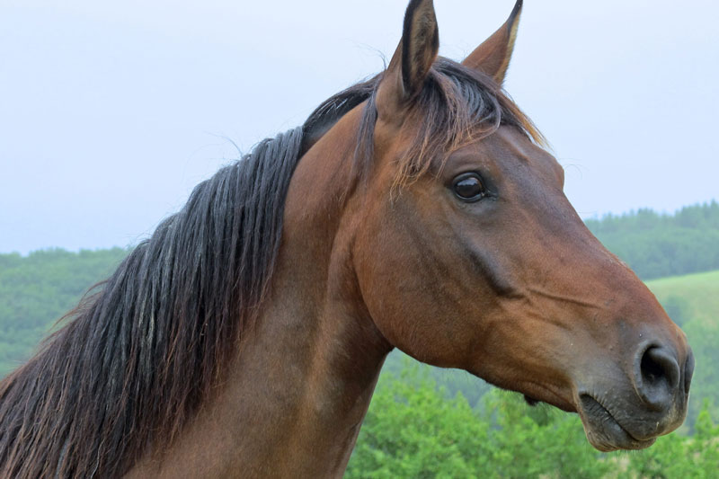 Tête du cheval - Connaissance du cheval - Au Cœur des Chevaux